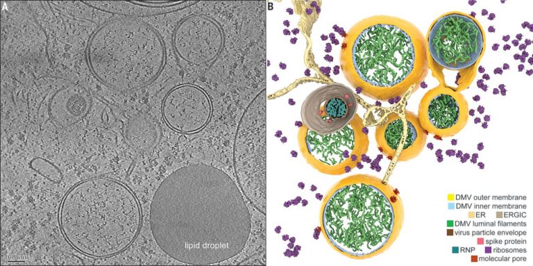 Cryo-EM: Taking The Study of Disease By Storm - BioTechniques