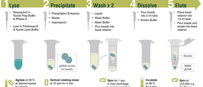 New England Biolabs broadens its Monarch portfolio with high molecular ...