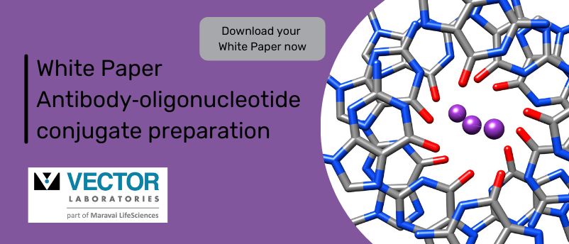 White Paper: antibody‐oligonucleotide conjugate preparation - BioTechniques