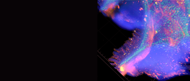 ClearLight Bio adds custom MuVi SPIM CS light-sheet microscope to 3D ...