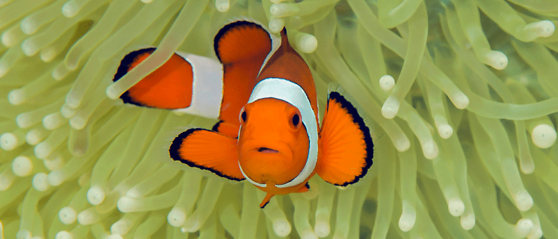 Ocellaris Clownfish