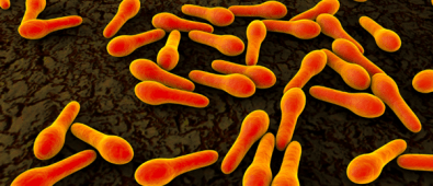 Clostridium Septicum Mechanism of Action Elucidated- BioTechniques