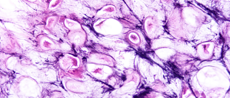 Advances Towards Multi-Tissue Human Cell Atlas - BioTechniques