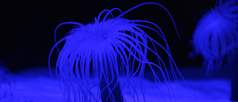 Genetic On/Off Switch Identified in Cnidocyte Formation - BioTechniques