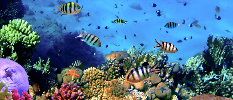 Coral Reef Health Monitoring Using Sound Recordings - BioTechniques
