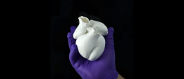 First Biofabricated Heart Ventricle - BioTechniques