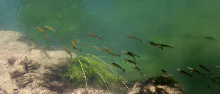 Freshwater Fish Cope Better in Low Oxygen Environments - BioTechniques