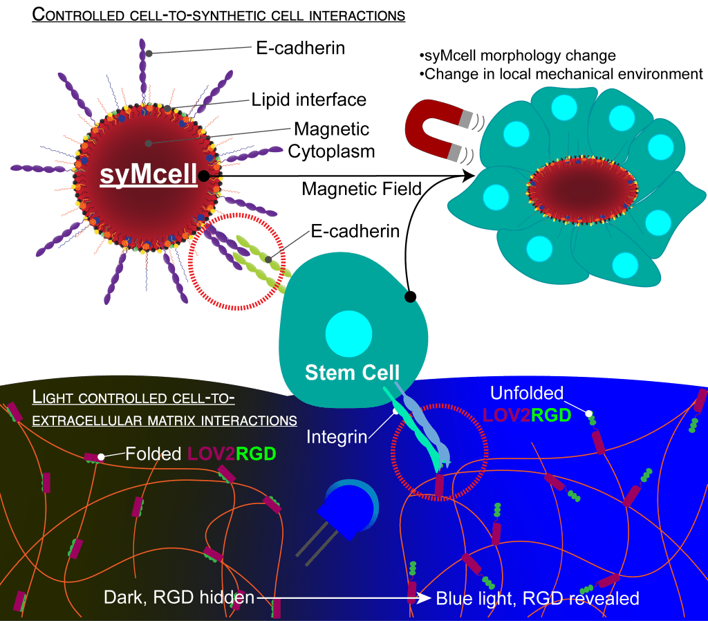 Using Synthetic Cells to Control Stem Cells - BioTechniques