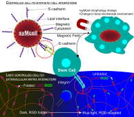 Using Synthetic Cells to Control Stem Cells - BioTechniques
