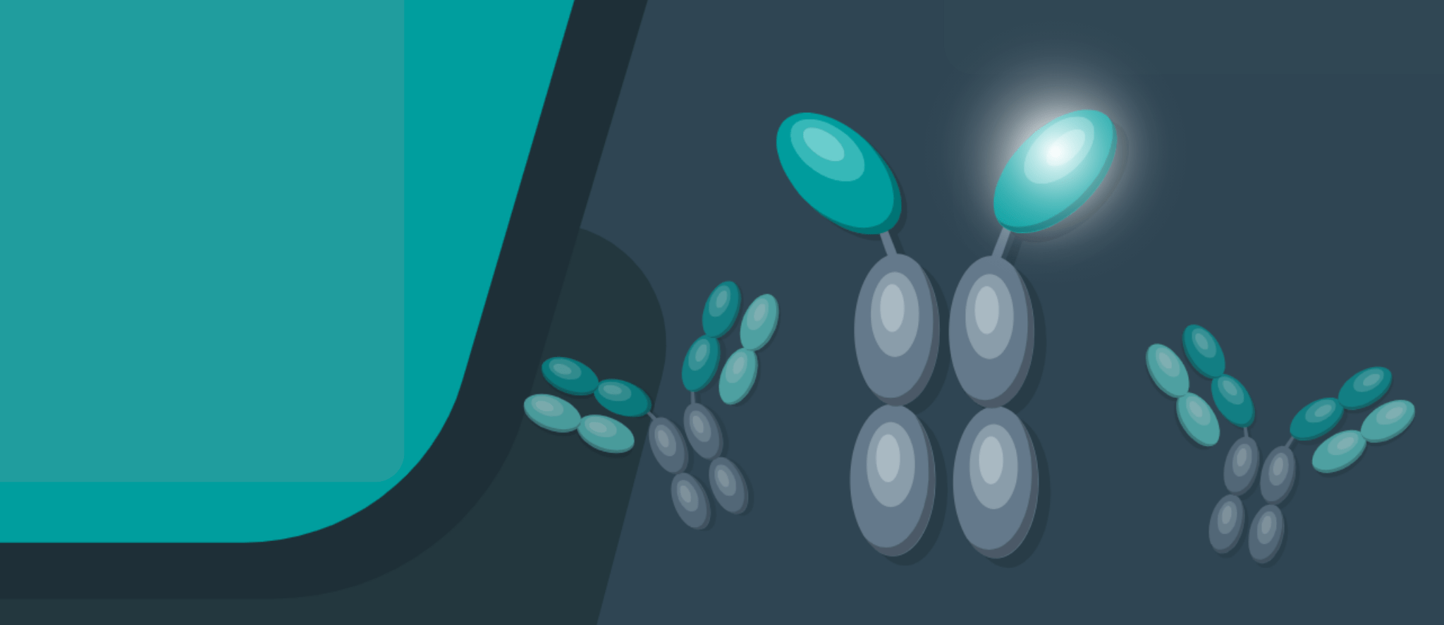 Single domain antibodies - BioTechniques