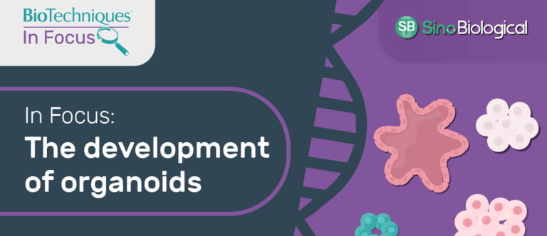 In Focus: The development of organoids - BioTechniques