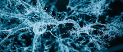 Neuronal Cilia Contain Synapses - BioTechniques