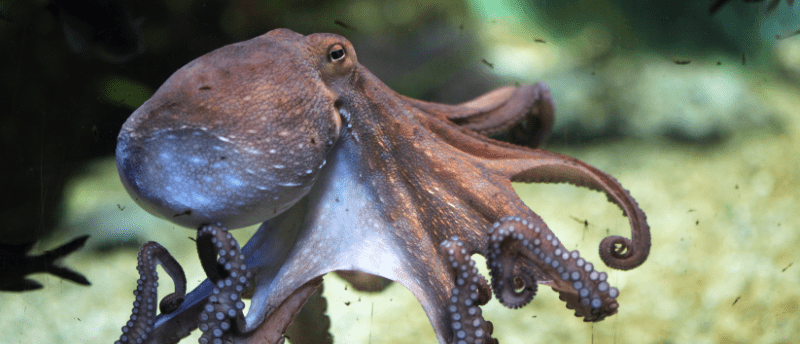 MicroRNA Expansion and Octopus Brain Evolution - BioTechniques