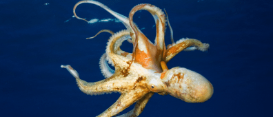 MicroRNA Expansion and Octopus Brain Evolution - BioTechniques