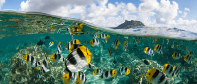 Collecting Biodiversity Data With Air Quality Filters - BioTechniques