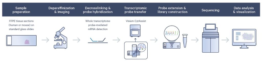 Visium CytAssist Platform for Spatial Research - BioTechniques