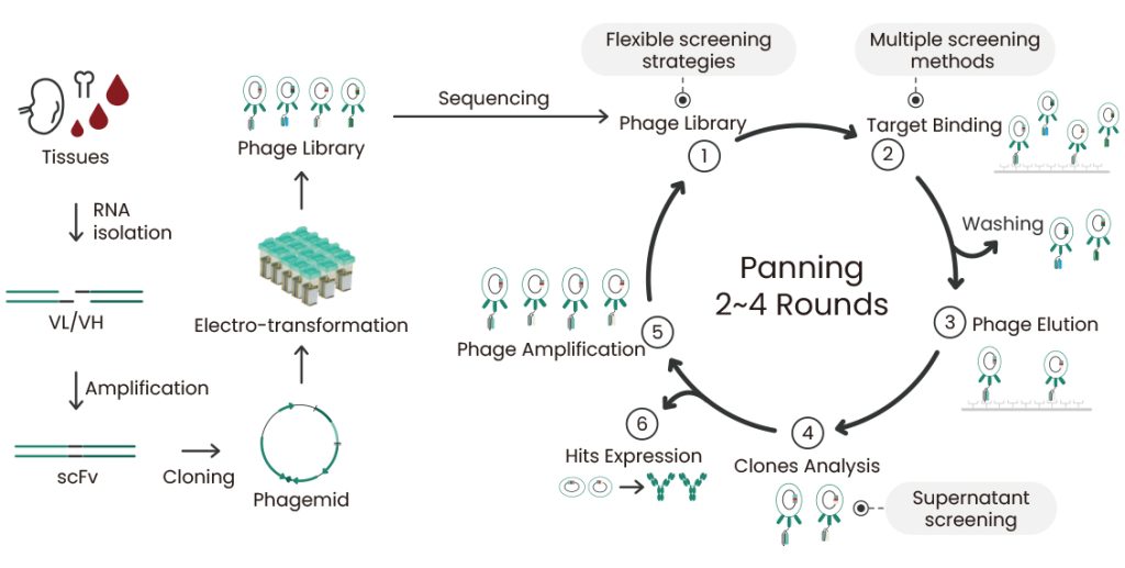 Recombinant antibody production in drug discovery - BioTechniques