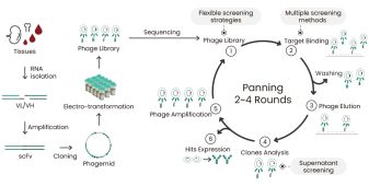 Recombinant antibody production in drug discovery - BioTechniques