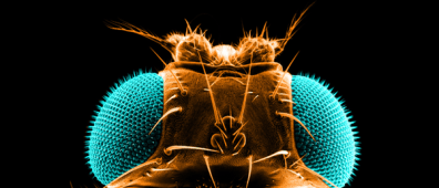 Mapping the Fruit Fly Connectome - BioTechniques