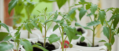 Plants release ultrasound-frequency noises when under stress ...