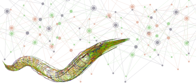 How Serotonergic System Influence Behavior - BioTechniques