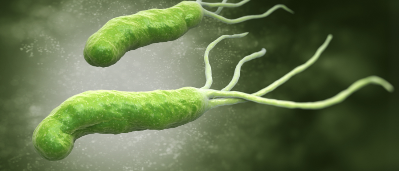 Investigating H. Pylori Motility - BioTechniques