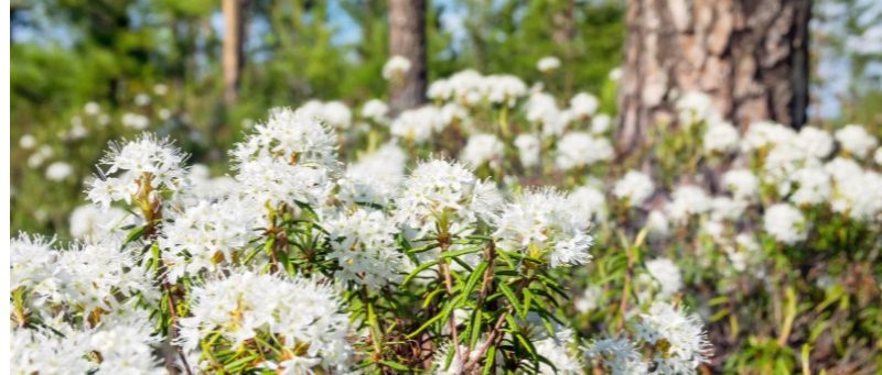 NIR Spectroscopy Detects Food Allergens - BioTechniques