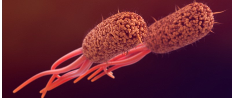 Evolutionary History of E. Coli - BioTechniques