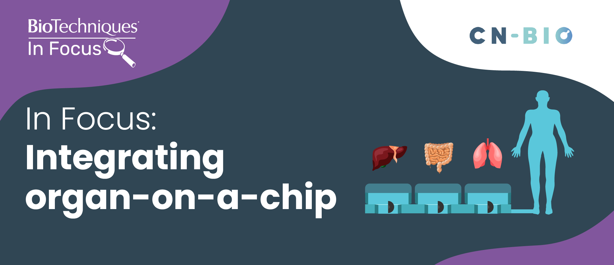 In Focus: Integrating organ-on-a-chip - BioTechniques