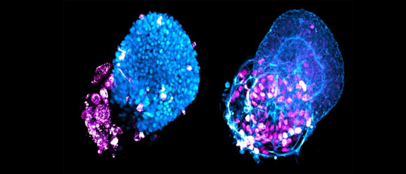 New Lung Buds Model for Respiratory Studies - BioTechniques