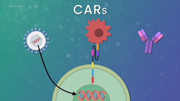 An introduction to CAR-T and CAR-NK cell therapy development - BioTechniques