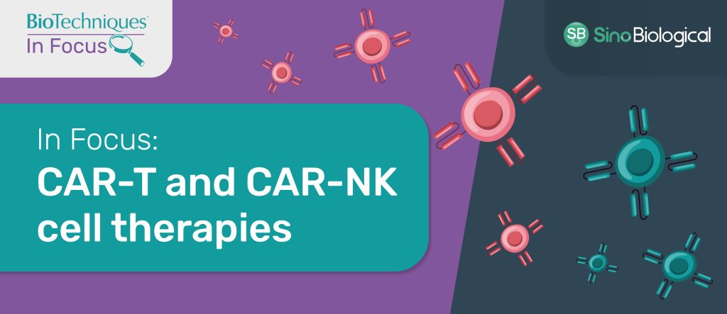 In Focus: CAR-T and CAR-NK cell therapies - BioTechniques