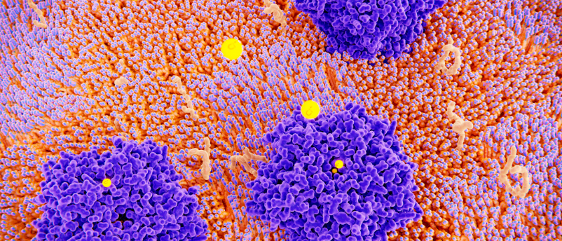 Drug Target Site Identified in BK Channel - BioTechniques