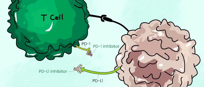 Immune checkpoint inhibitors' application in cancer immunotherapy ...