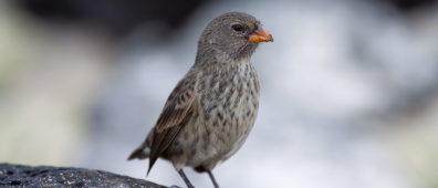 Genetic Architecture of Adaptive Traits in Darwin's Finches - BioTechniques