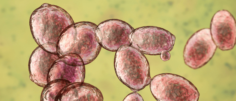 Yeast Strain with Synthetic Genome - BioTechniques