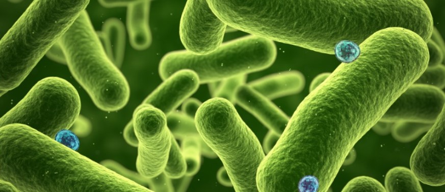 Whole-Genome Sequencing Reveals 35 New Bacterial Strains - BioTechniques