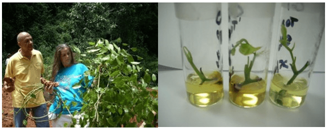 Plant Tissue Culture and The Roots of Ethnobiotechnology - BioTechniques