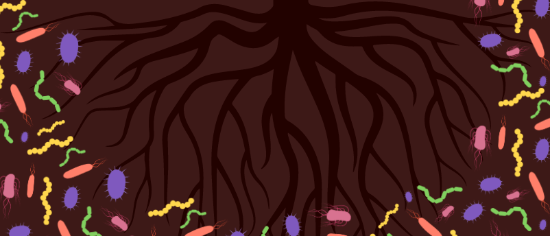 Soil Microbe’s Role in the Carbon Cycle - BioTechniques