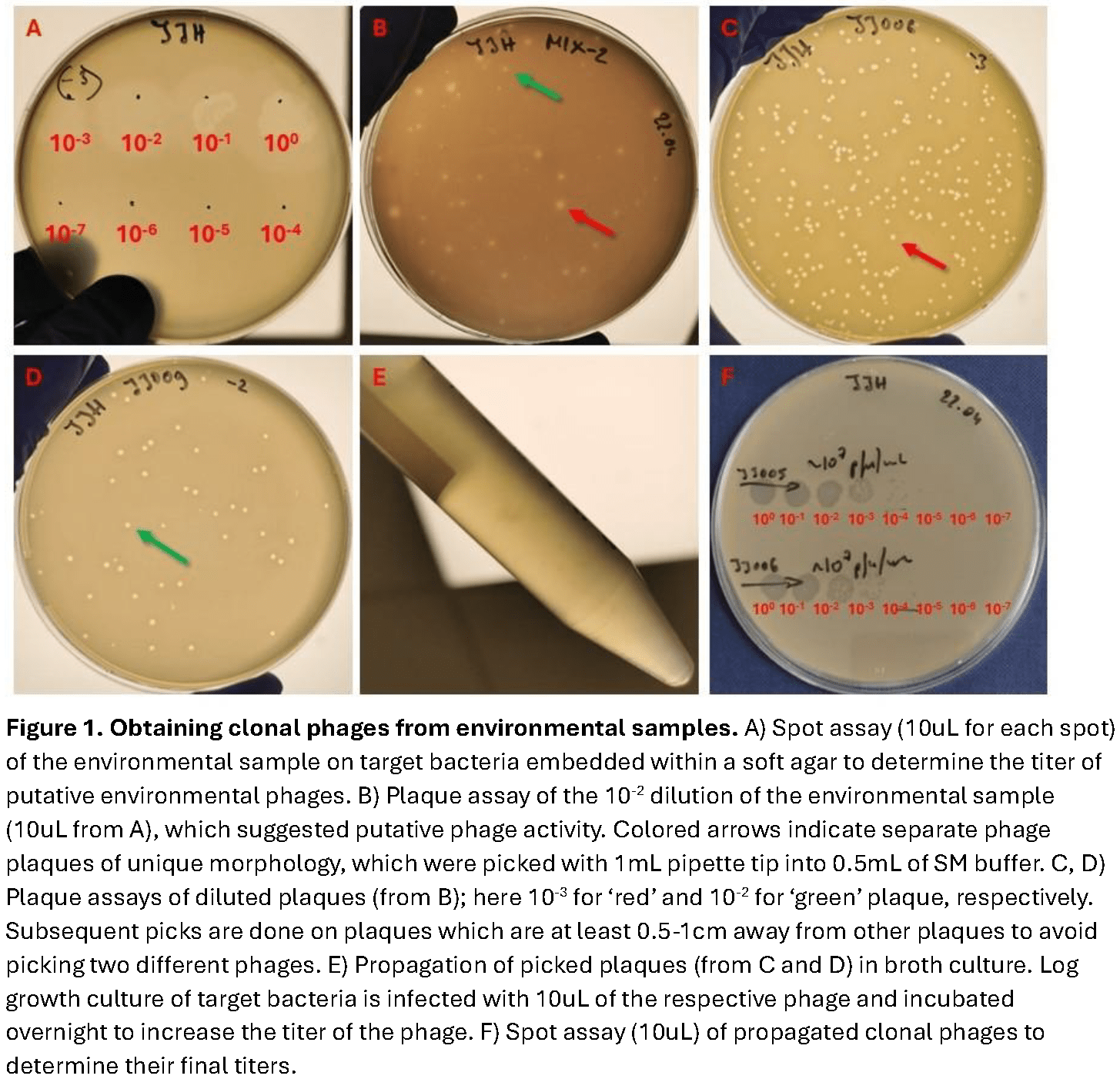 Bacteriophage Therapies for Antibiotic-Resistant Infections - BioTechniques