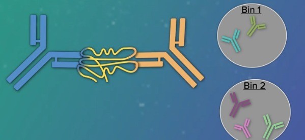 An introduction to epitope binning - BioTechniques