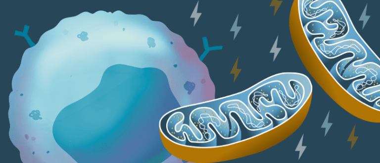 Mitochondrial Transfer to Overcome T-Cell Exhaustion - BioTechniques