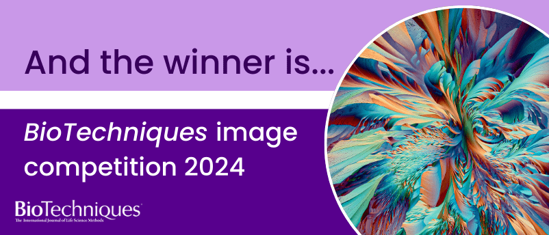 The winner | BioTechniques image competition 2024 - BioTechniques