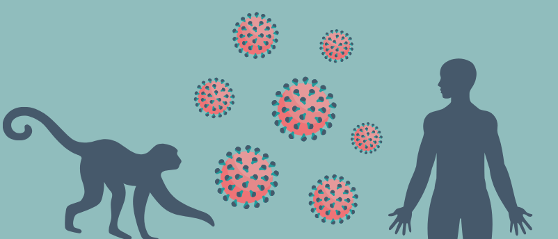 Old World Monkeys vs Humans: A Comparative Study on HBV Resistance & Infection - memesita.com ...