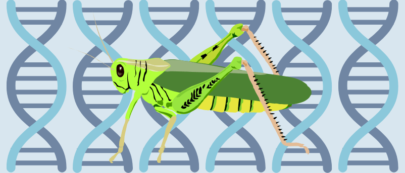 CRISPR Tool Helps Insecticide Resistance - BioTechniques