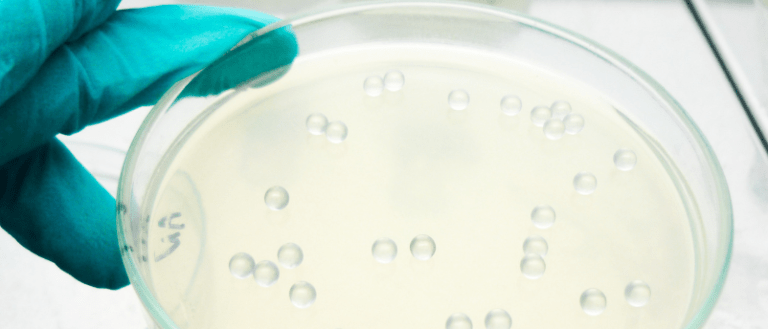 Optimized plating of bacterial and yeast cells on standard agar plates ...