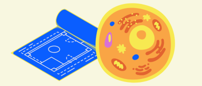 How Cells Organize Organelle Growth - BioTechniques