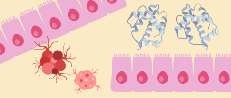 Epithelial cancer biomarker has dual role in wound repair- BioTechniques
