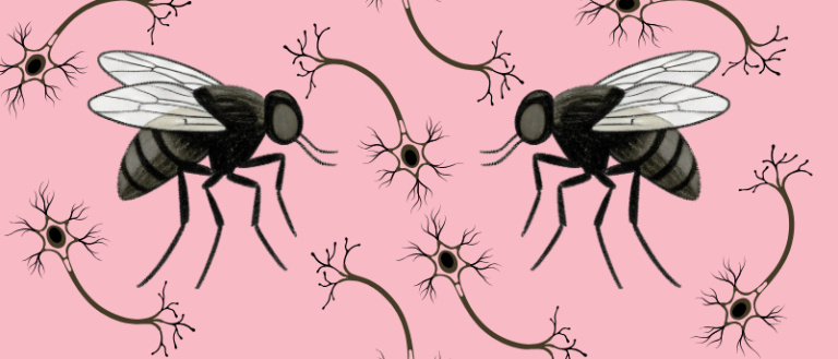 What Happens To Neurons During Drosophila Aging? - BioTechniques