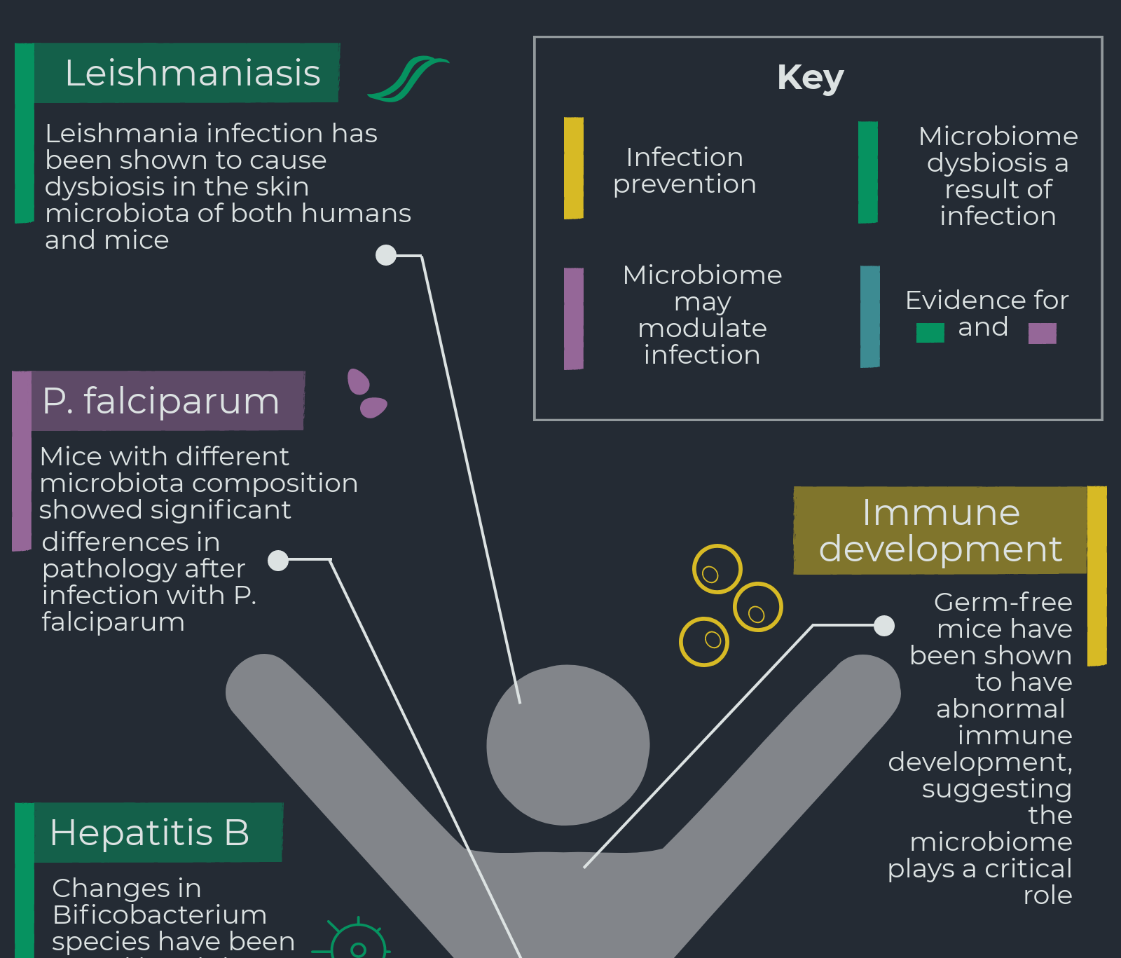 Infographic: The microbiome and infectious diseases - BioTechniques
